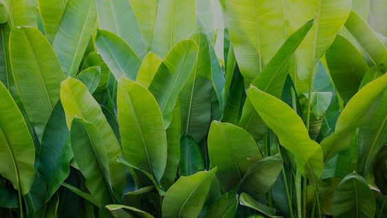 Abaca fibers – plant for a future – PALTEX